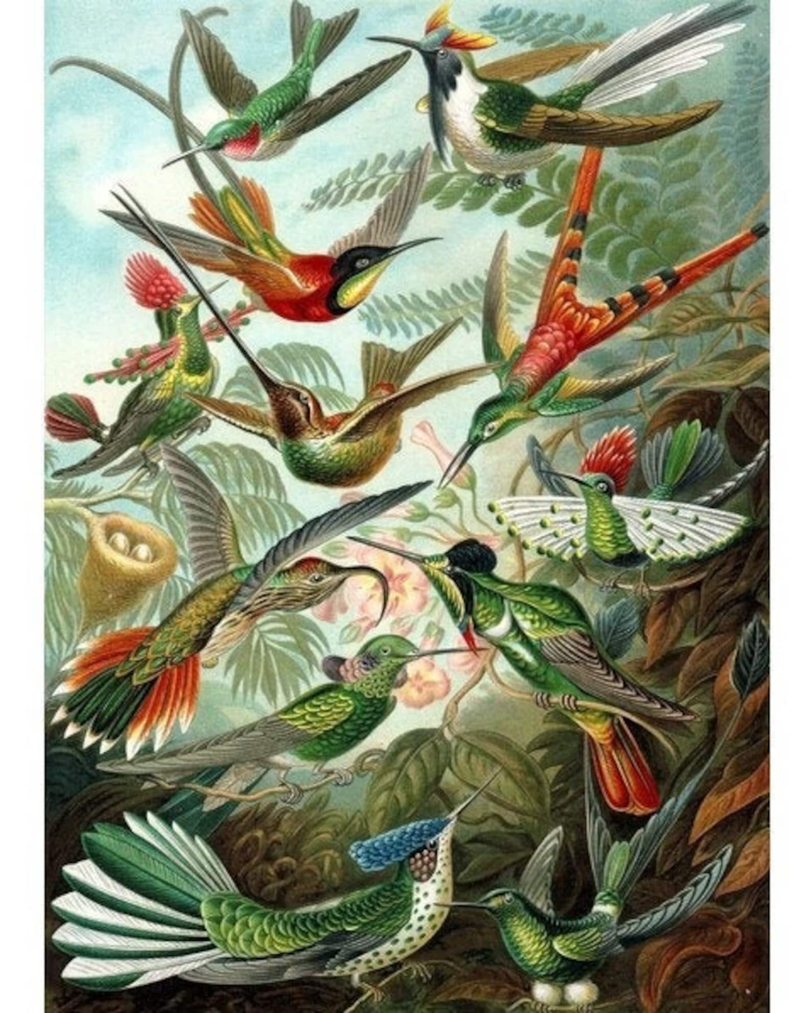 Hummingbirds USA Shipping DIY Paint by Number Kit Acrylic Painting Home ...