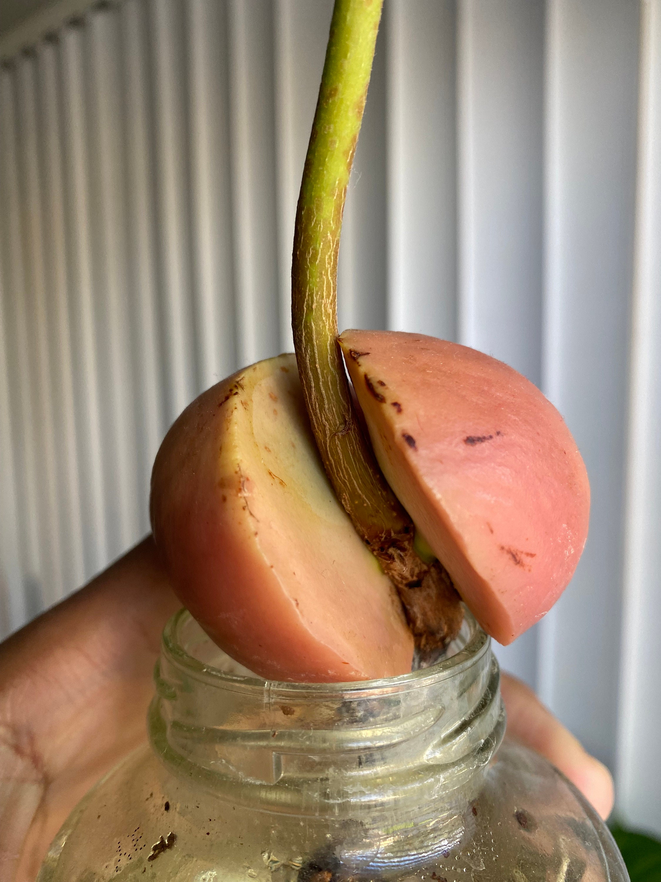 Avocado Tree | 5 Step Guide to Starting Avocado Trees - Etsy