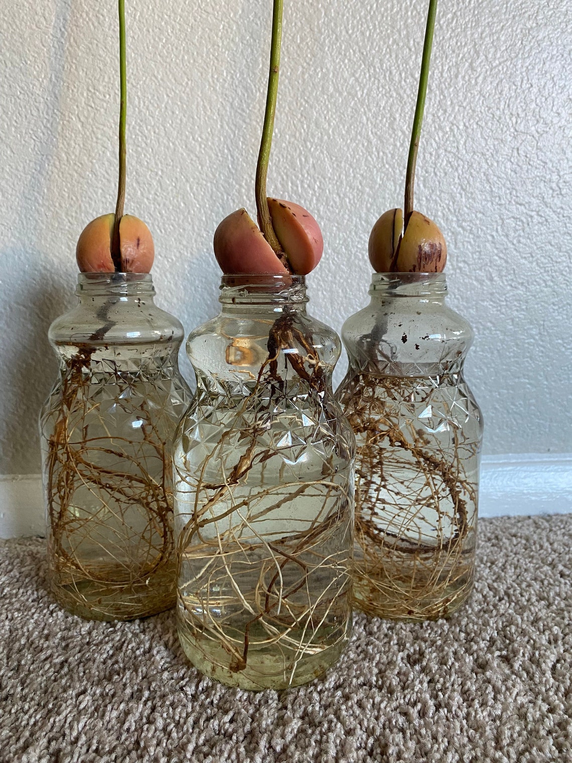 Avocado Tree 5 Step Guide to Starting Avocado Trees - Etsy