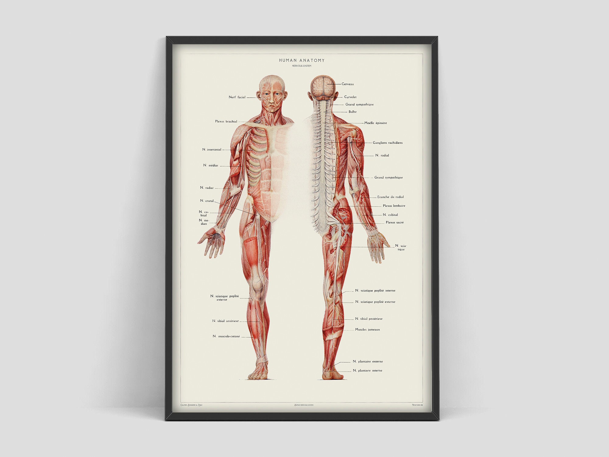 Human Anatomy Poster Muscles Print Vintage Biology Poster - Etsy