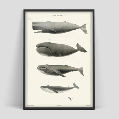 Vintage Whale Poster Whale Museum Poster Marine Mammals - Etsy
