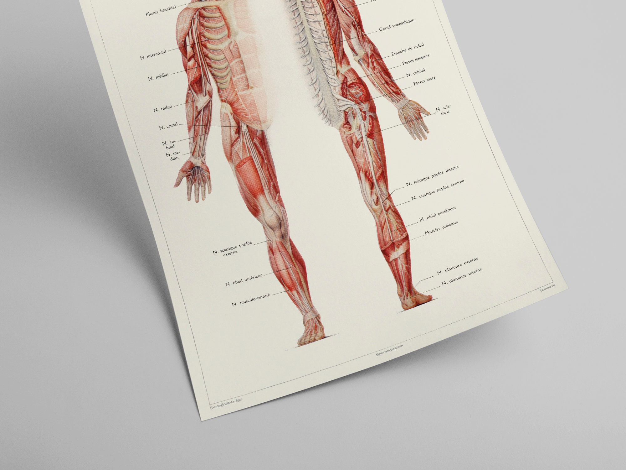 Human Anatomy Poster Muscles Print Vintage Biology Poster - Etsy