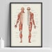 Human Anatomy Poster, Muscles Print, Vintage Biology Poster, Biology ...