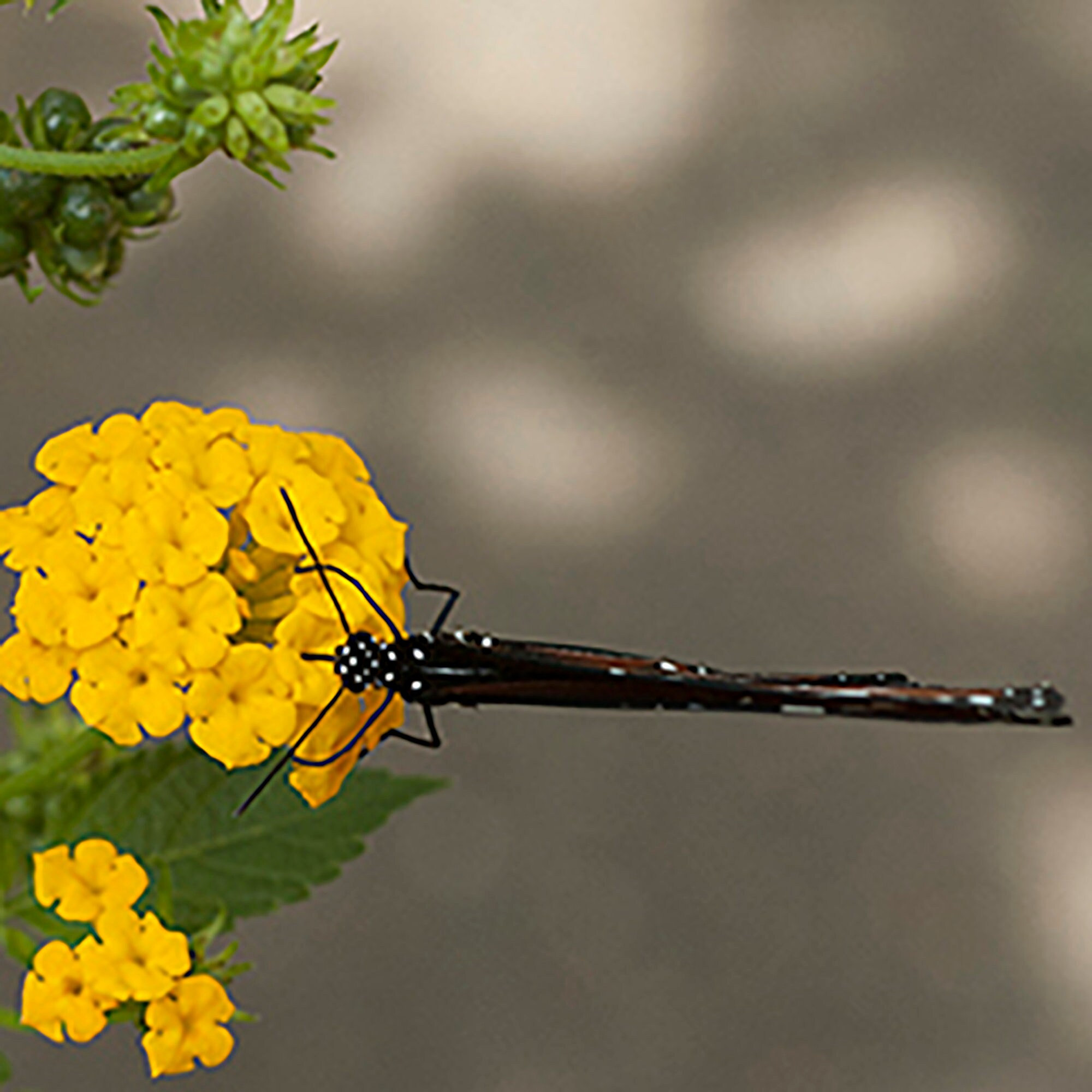 Monarch Butterfly Monarch Butterfly Coasters Decorate With - Etsy