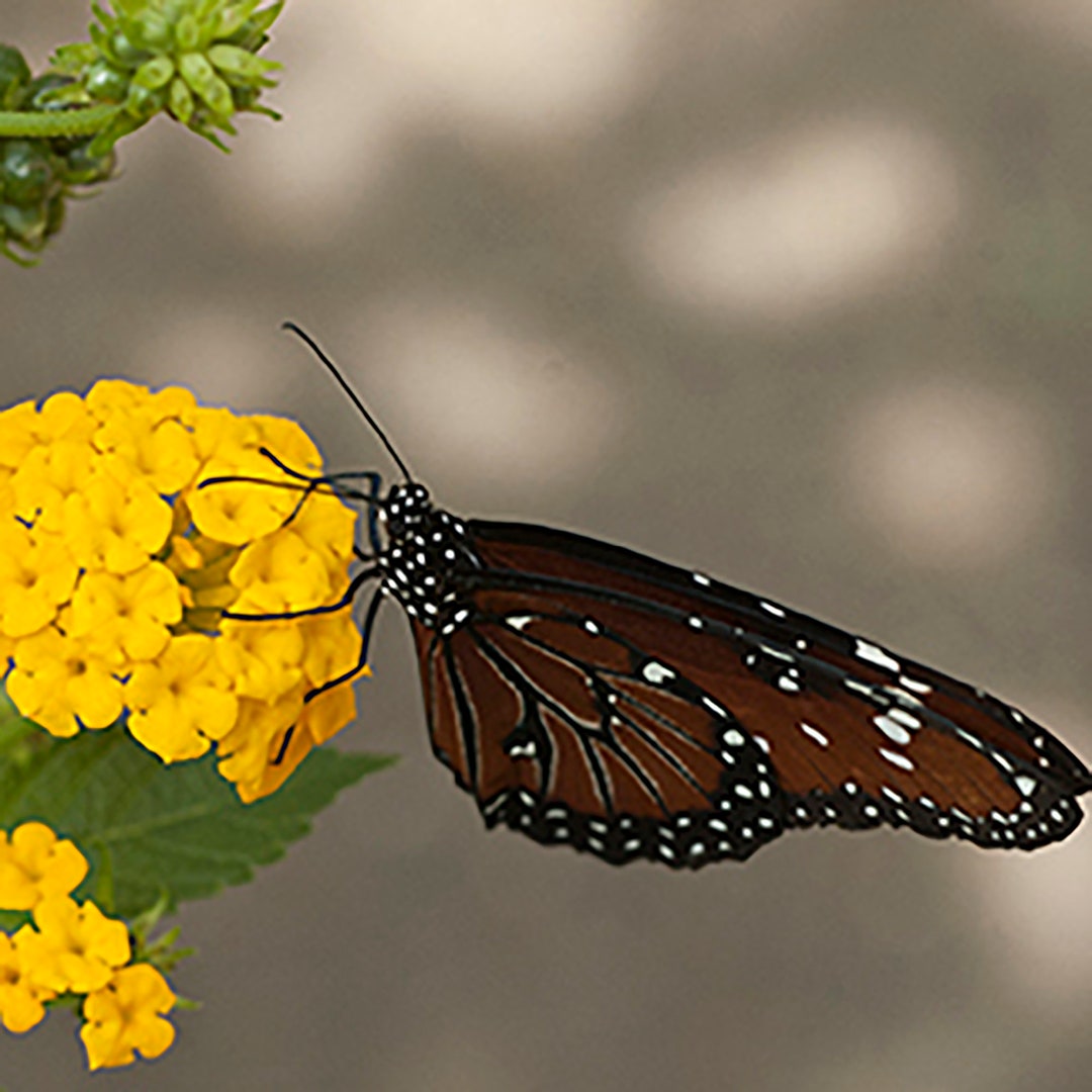 Monarch Butterfly | Monarch Butterfly Coasters | Decorate With ...