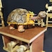 GALAPAGO TURTLE AUTOMATA - Etsy