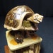 GALAPAGO TURTLE AUTOMATA - Etsy
