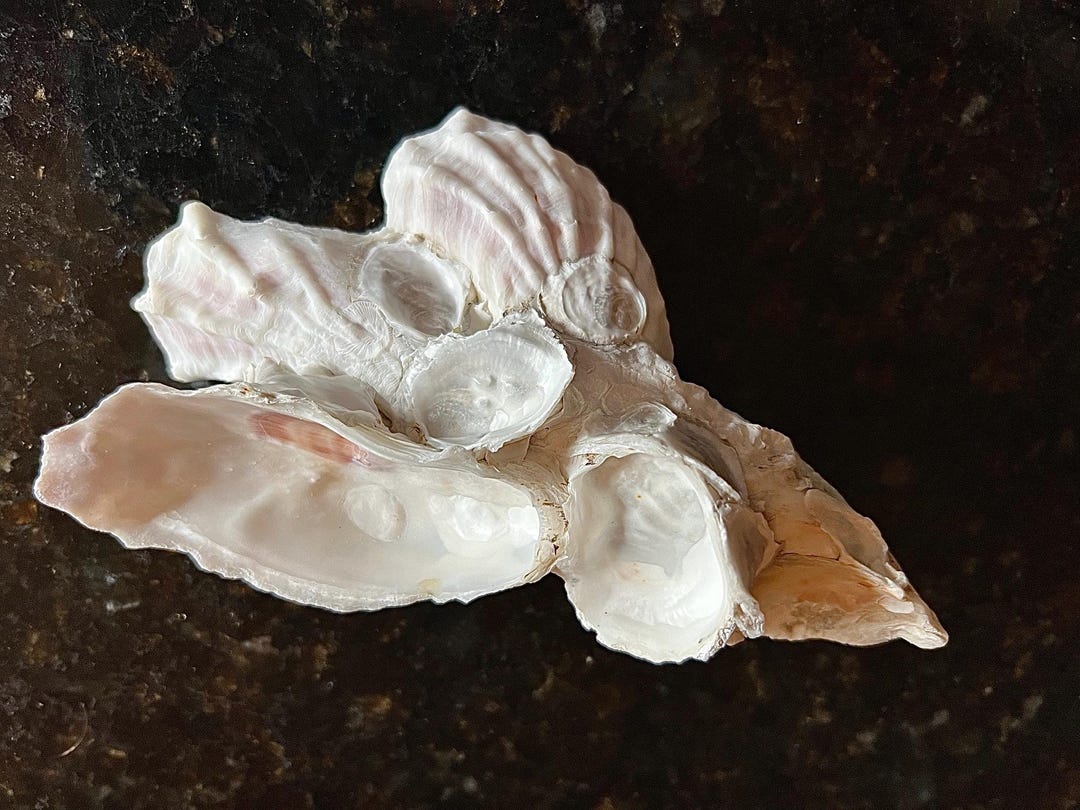 Natural Oyster Shell Clusters Coastal Beach Decor Gift, Art Craft ...