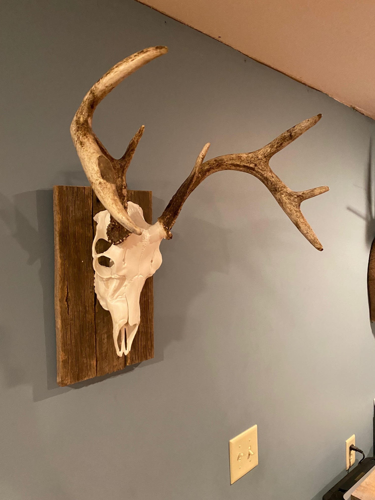 Rustic Wood Deer Skull European Mount Wall Plaque | Etsy