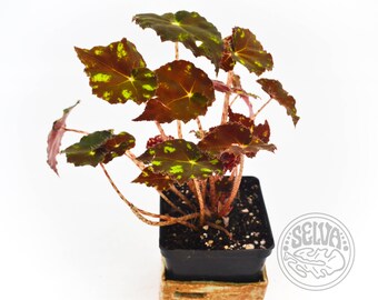 Begonia Kit Kat - Etsy