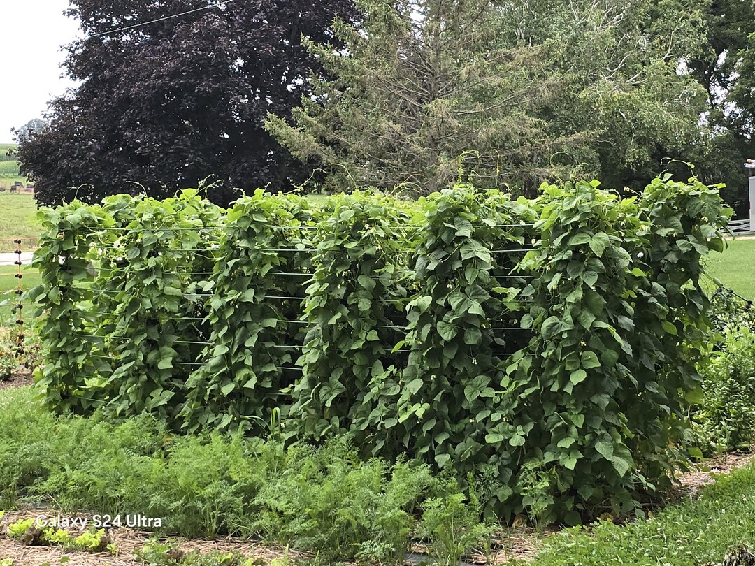 6' EZ Trellis System- Add Additional 3' Feet by Connecting the Previous ...