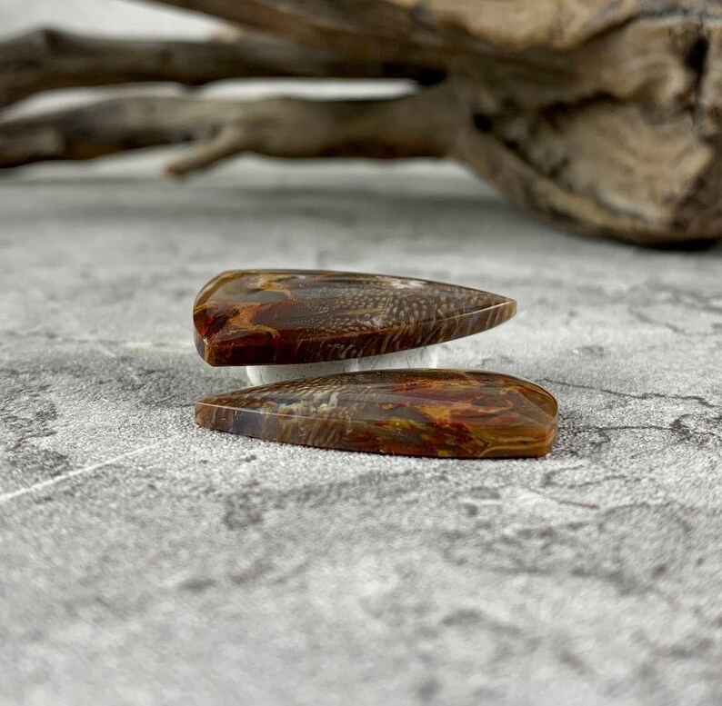 Hot Pieces Fossil Palm Root Cabochon Gemstone Matched Cabochon Earring ...