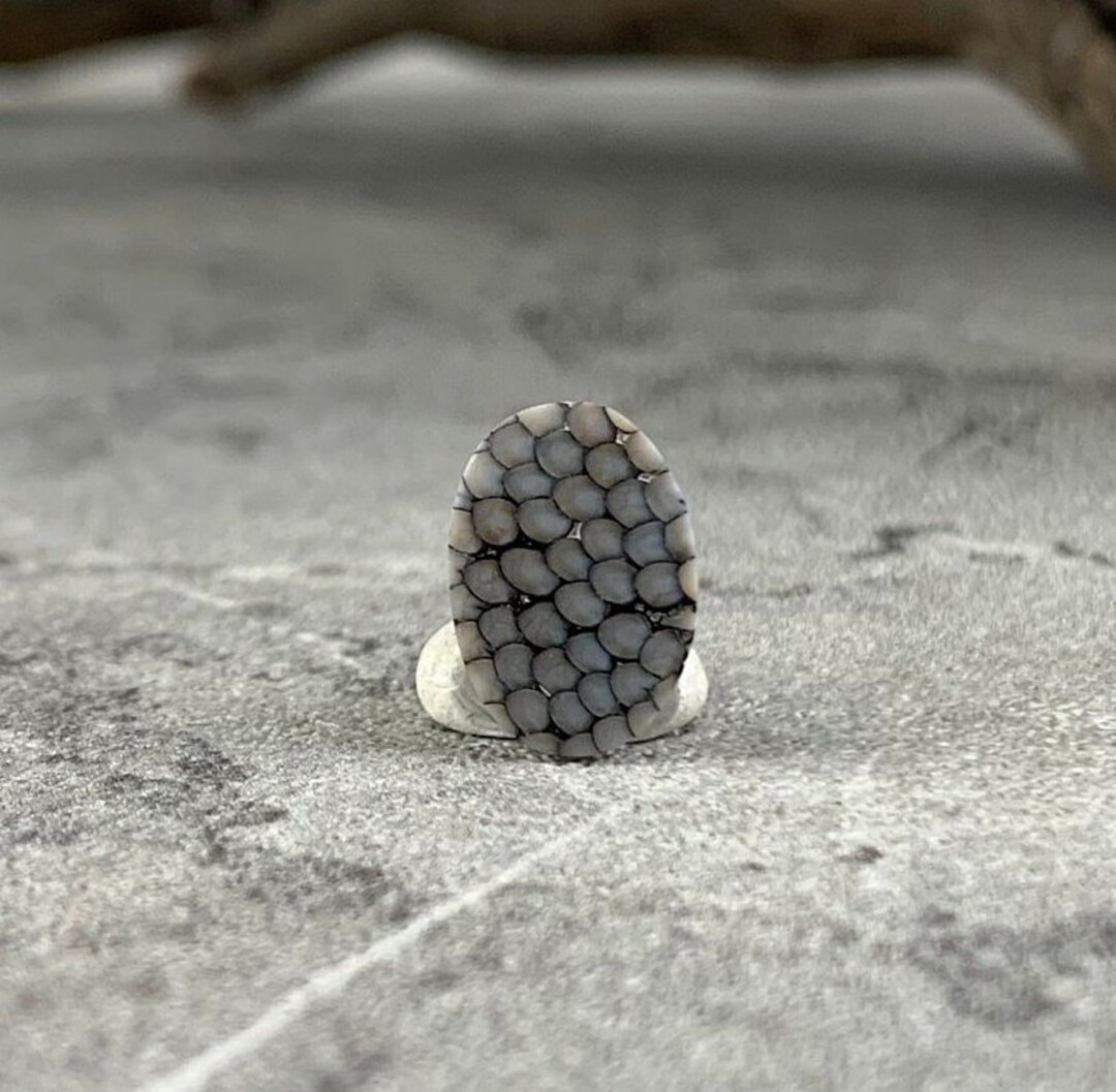 Rare! Fossilized Wrasse Cabochon - Snakeskin Agate - Small Size ...