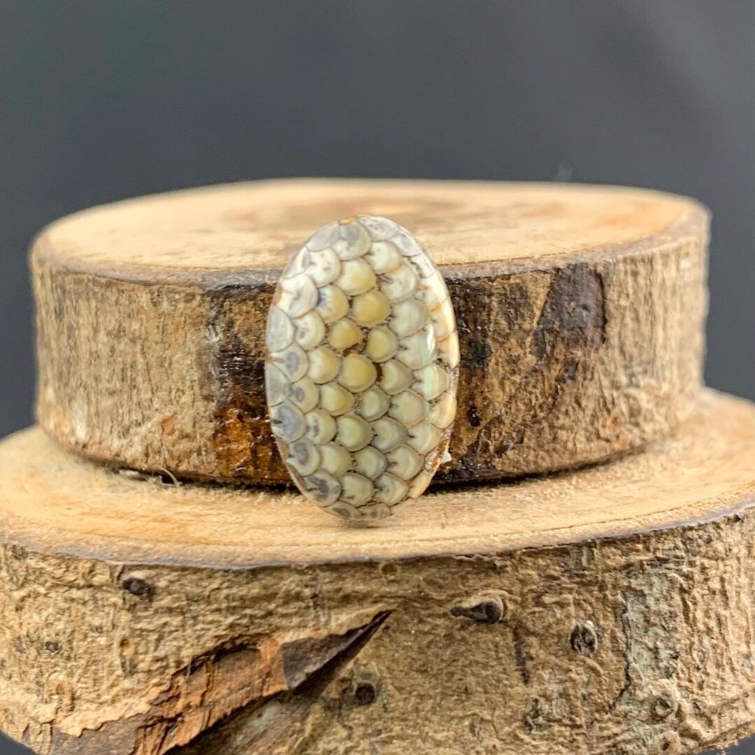 Natural Snakeskin Cabochon – Fossil Wrasse Fish With Stunning Patterns ...