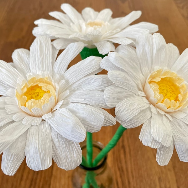 White Gerber Daisy - Etsy