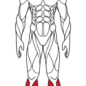 Buy Editable Muscle Map, Anatomy Poster Clipart, Highlight Muscle ...