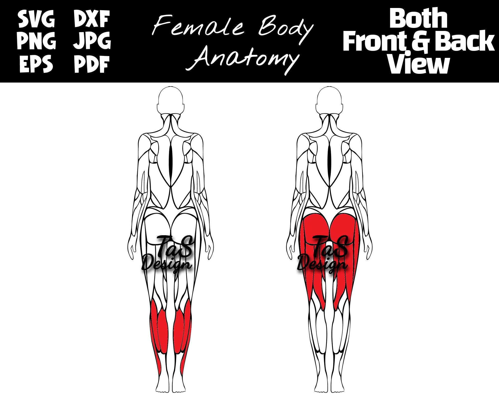 Editable Muscle Map, Female Anatomy Poster Clipart, Highlight Muscle ...