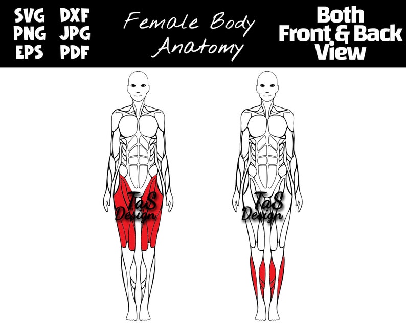 Editable Muscle Map Female Anatomy Poster Clipart Highlight - Etsy ...