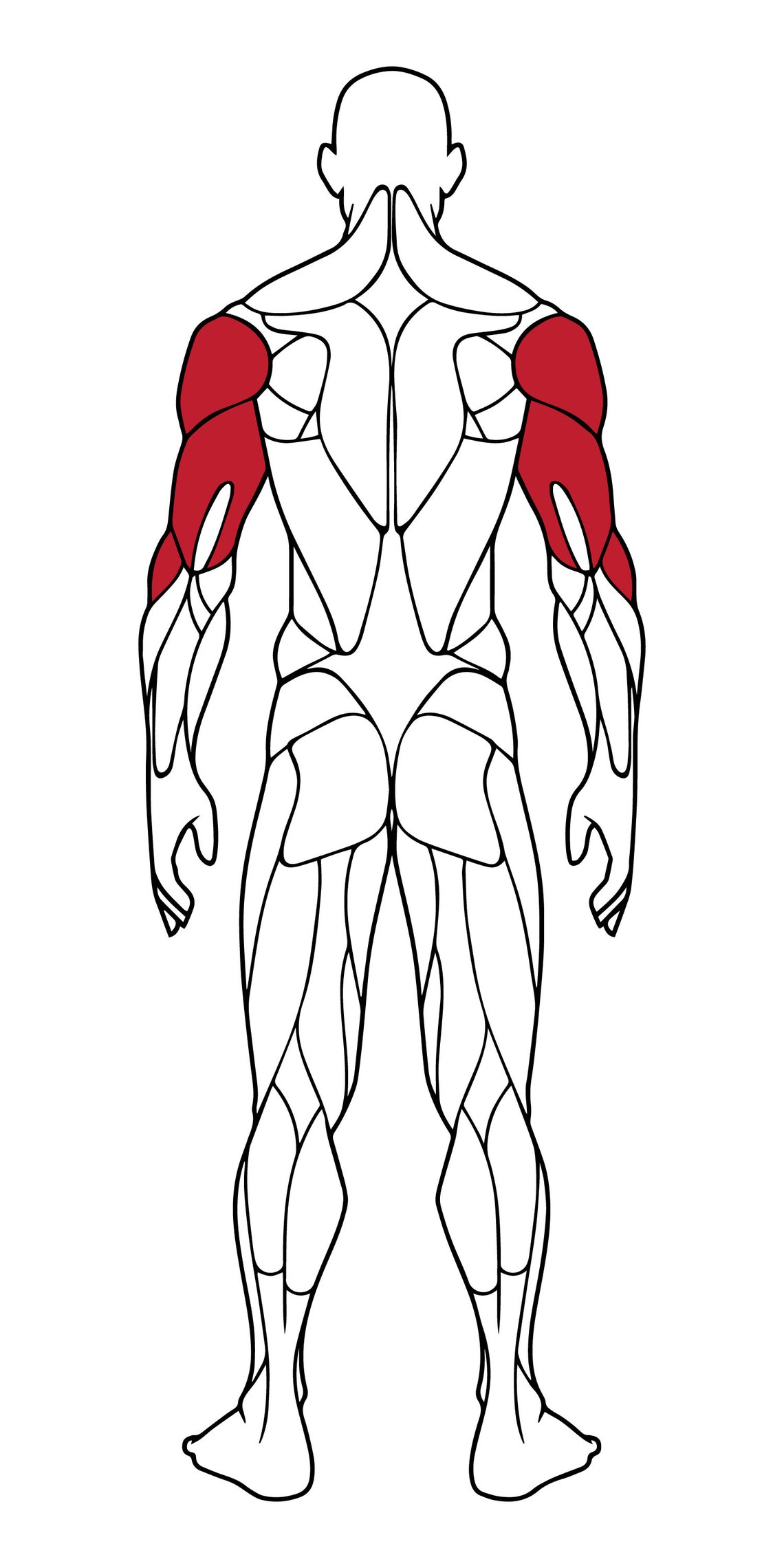Editable Muscle Map, Anatomy Poster Clipart, Highlight Muscle Groups ...