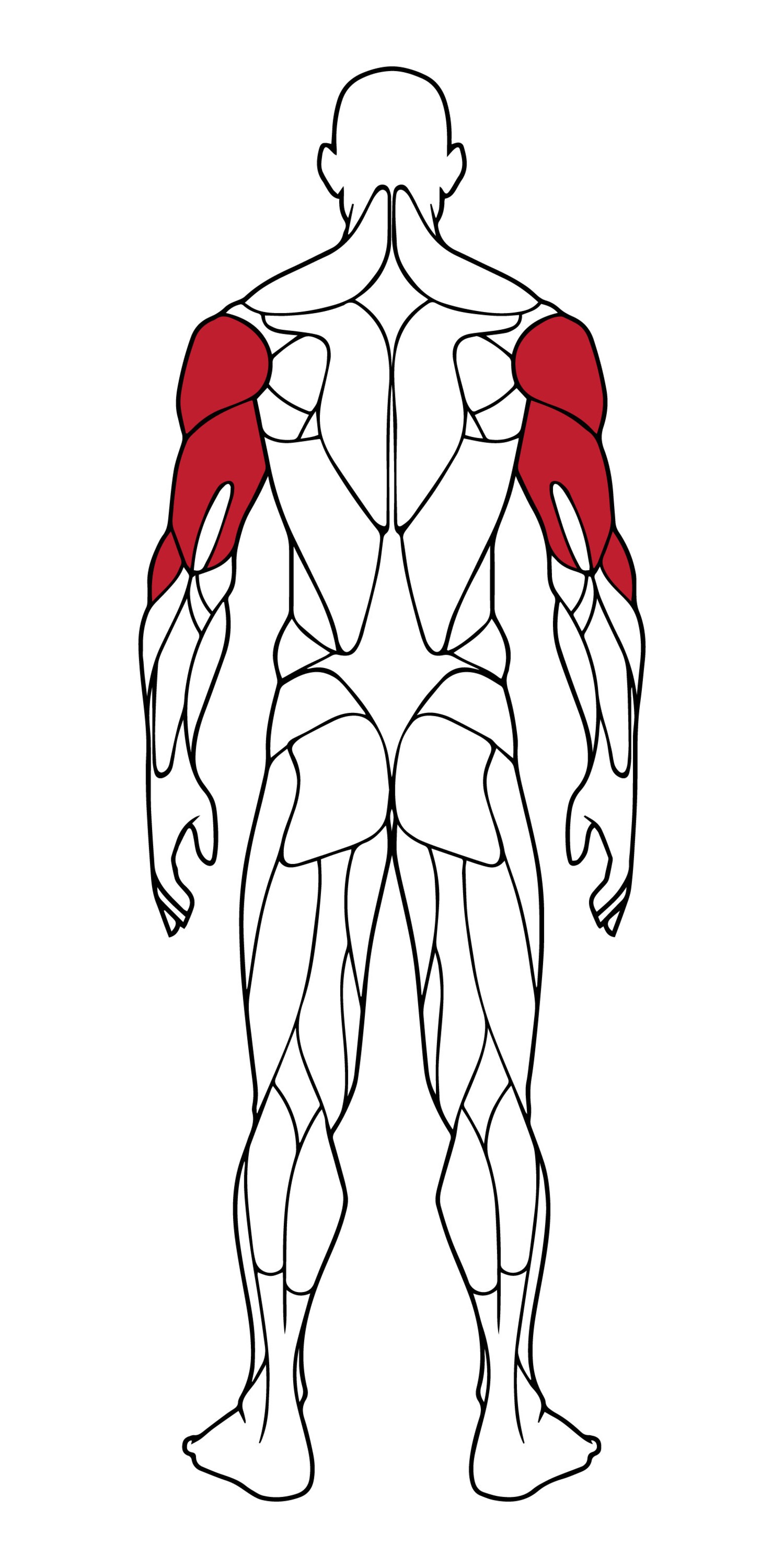 Editable Muscle Map, Anatomy Poster Clipart, Highlight Muscle Groups ...