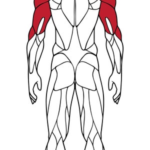 Editable Muscle Map, Anatomy Poster Clipart, Highlight Muscle Groups ...