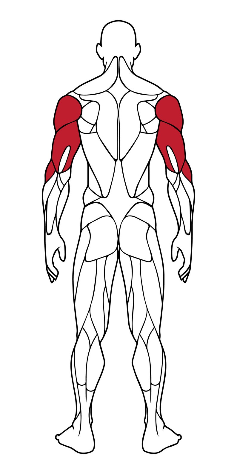 Editable Muscle Map, Anatomy Poster Clipart, Highlight Muscle Groups ...