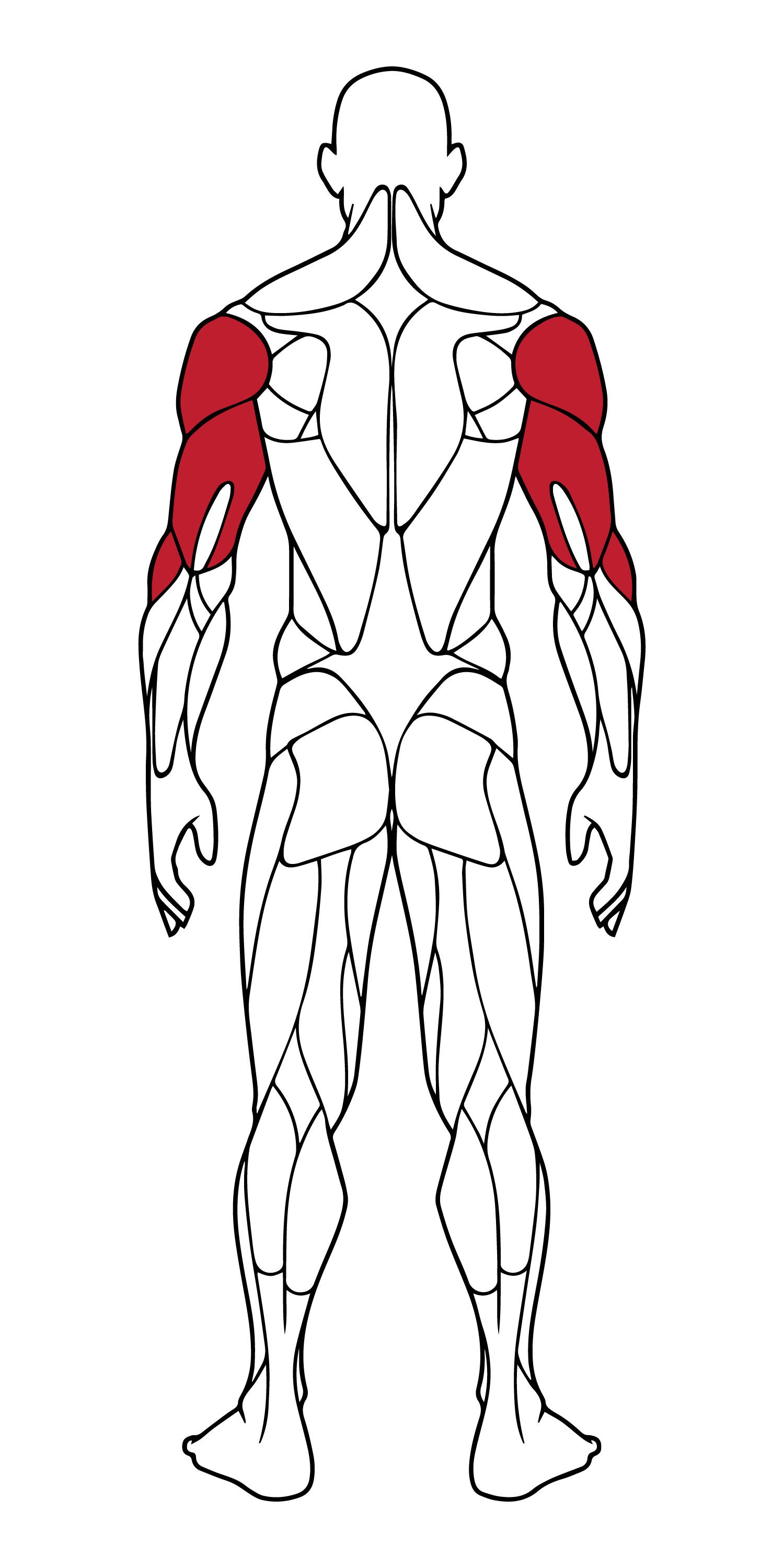 Editable Muscle Map, Anatomy Poster Clipart, Highlight Muscle Groups ...