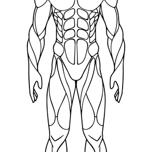 Editable Muscle Map, Anatomy Poster Clipart, Highlight Muscle Groups ...