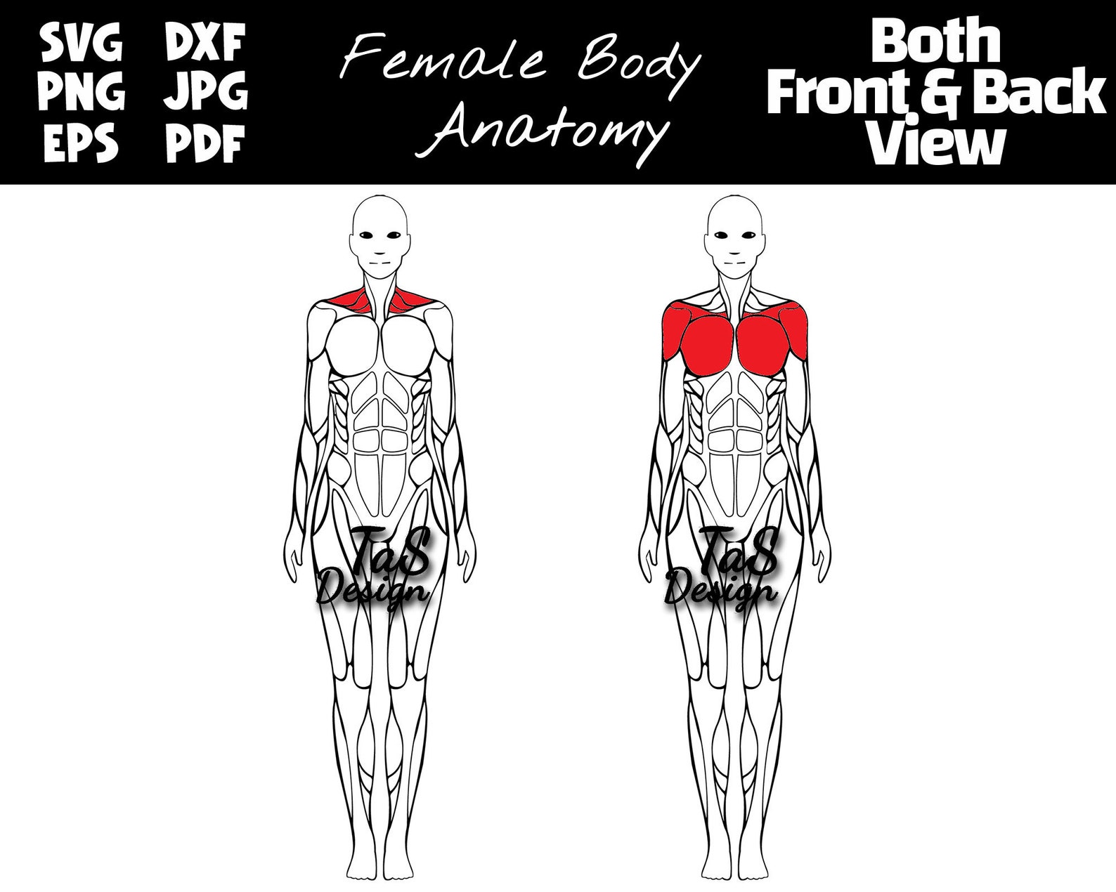 Editable Muscle Map, Female Anatomy Poster Clipart, Highlight Muscle ...