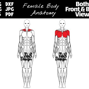 Editable Muscle Map, Female Anatomy Poster Clipart, Highlight Muscle ...