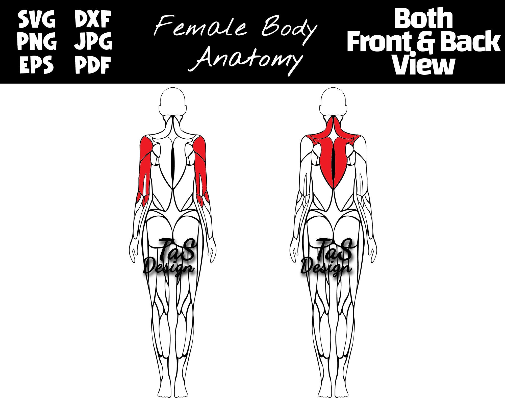 Editable Muscle Map, Female Anatomy Poster Clipart, Highlight Muscle ...