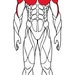 Editable Muscle Map, Anatomy Poster Clipart, Highlight Muscle Groups ...