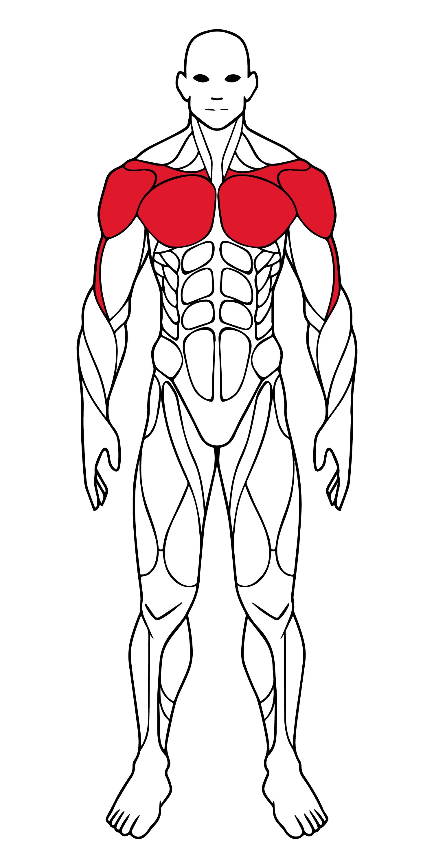 Editable Muscle Map, Anatomy Poster Clipart, Highlight Muscle Groups ...