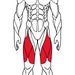 Editable Muscle Map, Anatomy Poster Clipart, Highlight Muscle Groups ...