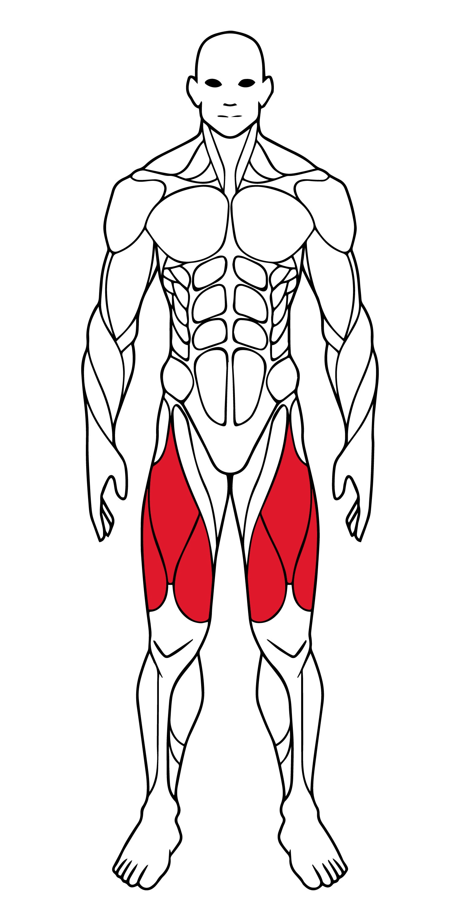 Editable Muscle Map Anatomy Poster Clipart Highlight Muscle | Etsy Canada