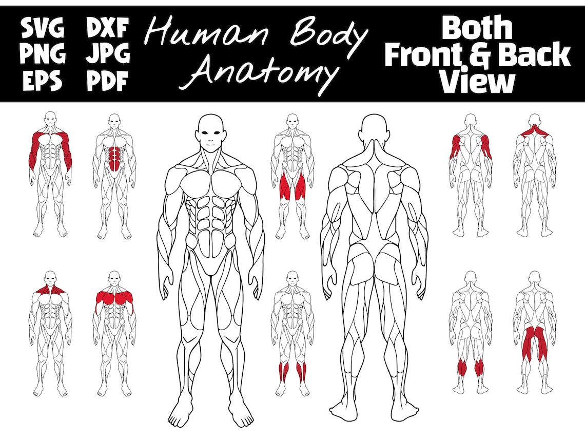 Editable Muscle Map, Anatomy Poster Clipart, Highlight Muscle Groups ...