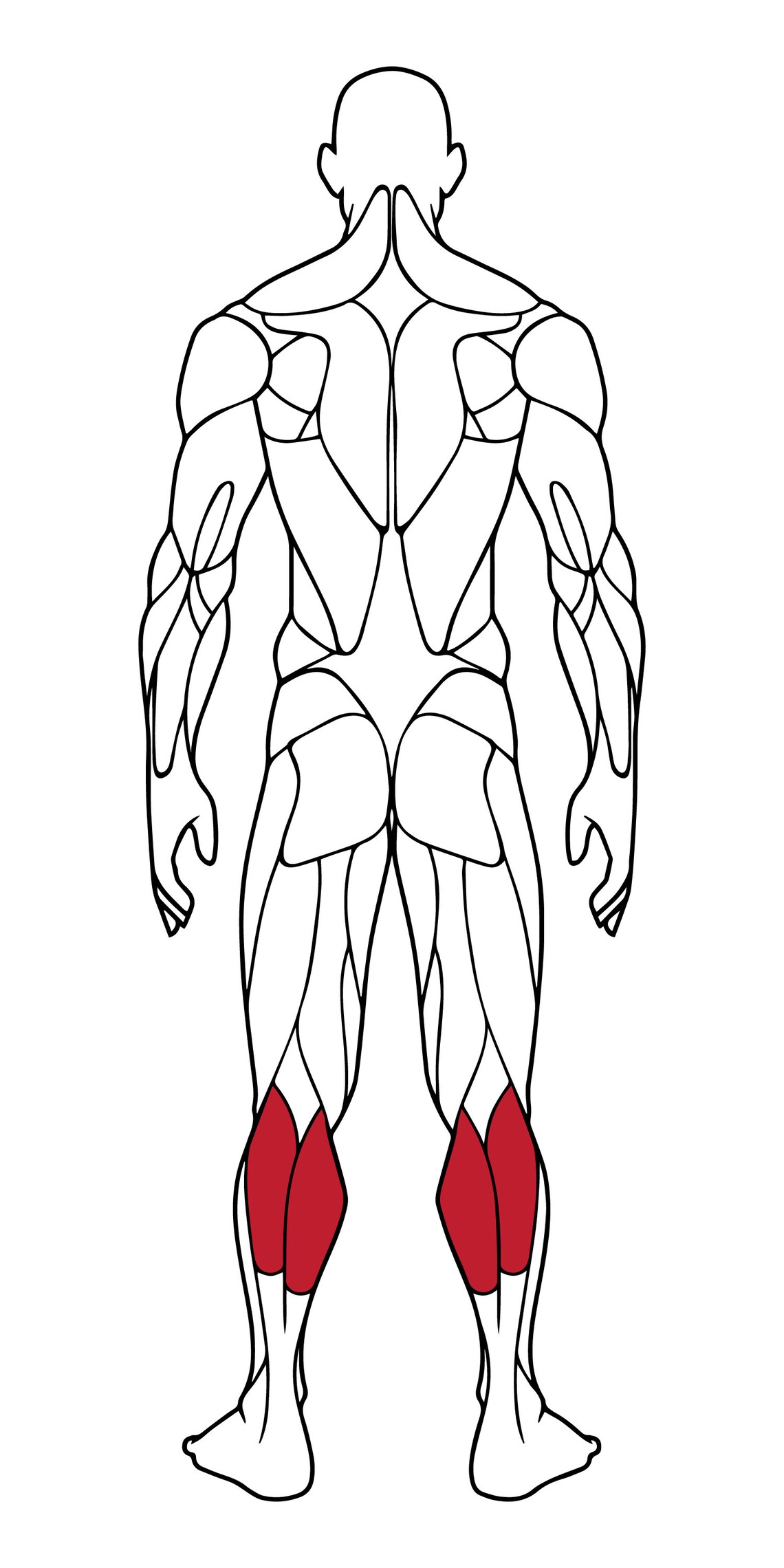 Editable Muscle Map Anatomy Poster Clipart Highlight Muscle | Etsy Canada