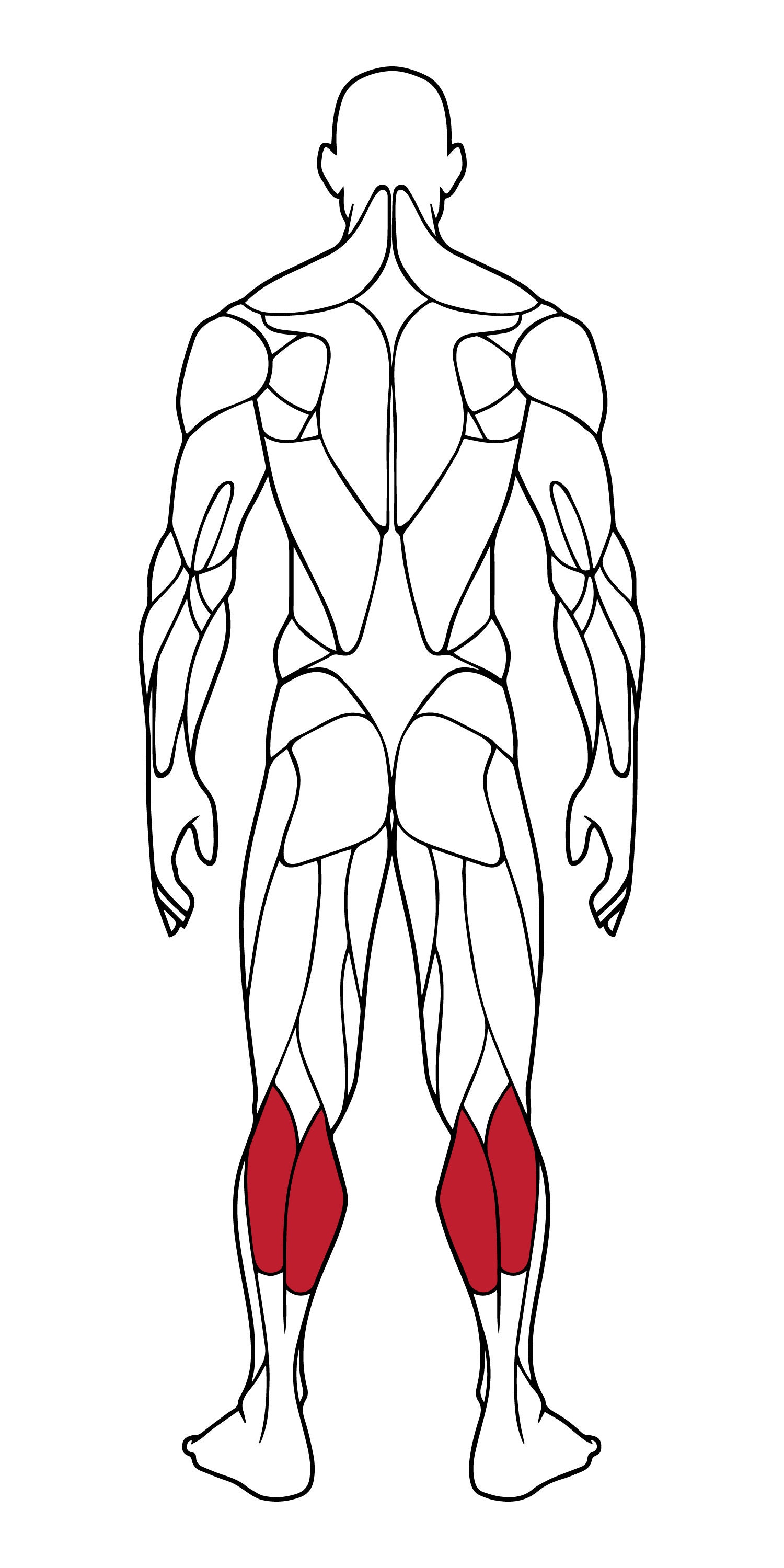 Editable Muscle Map, Anatomy Poster Clipart, Highlight Muscle Groups ...