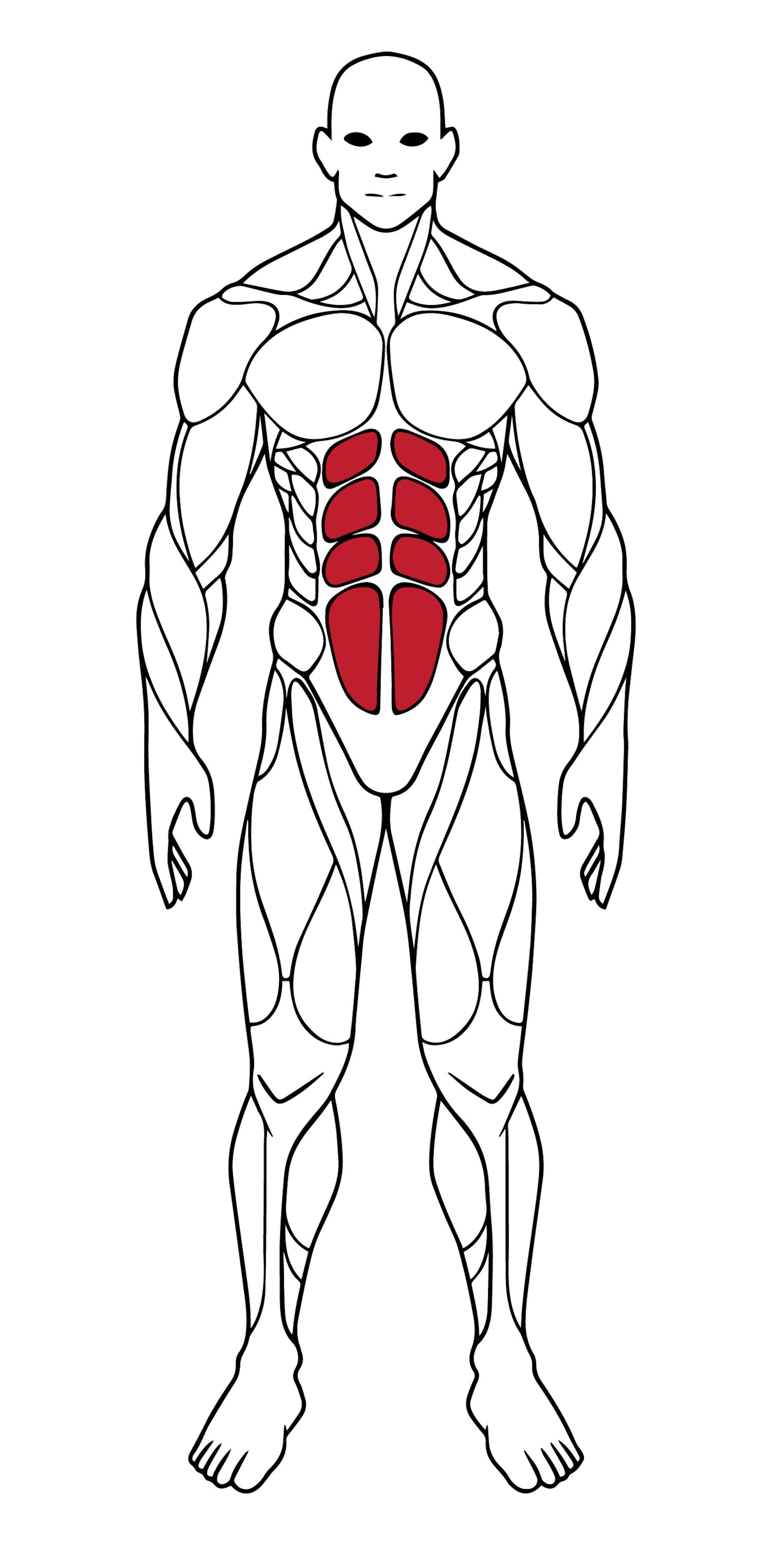 Editable Muscle Map, Anatomy Poster Clipart, Highlight Muscle Groups ...