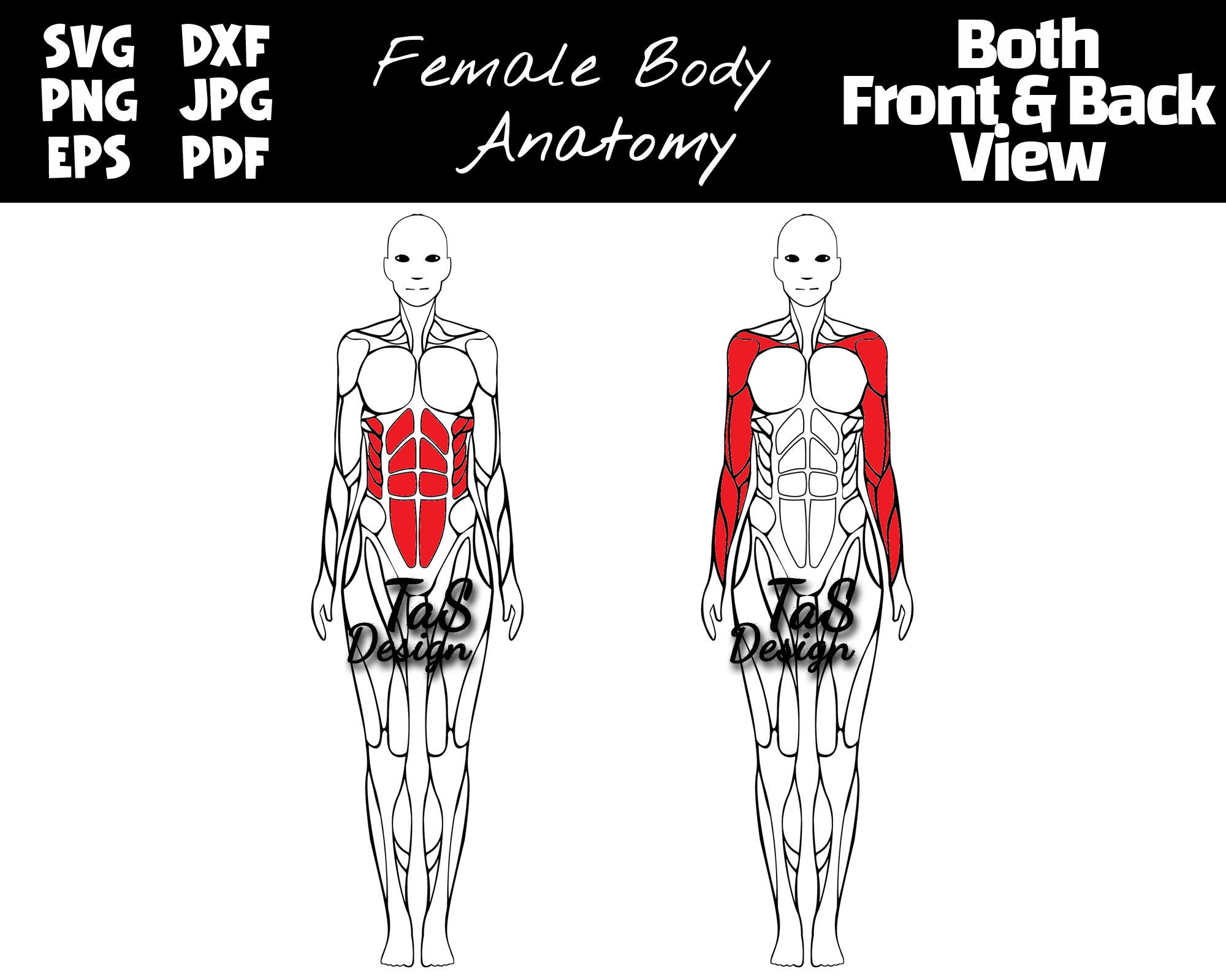 Editable Muscle Map, Female Anatomy Poster Clipart, Highlight Muscle ...