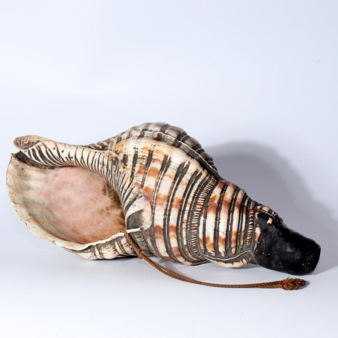 Japanese Antique Conch Shell Trumpet Horagai Yamabushi Shugendo Trumpet SG83 - Etsy