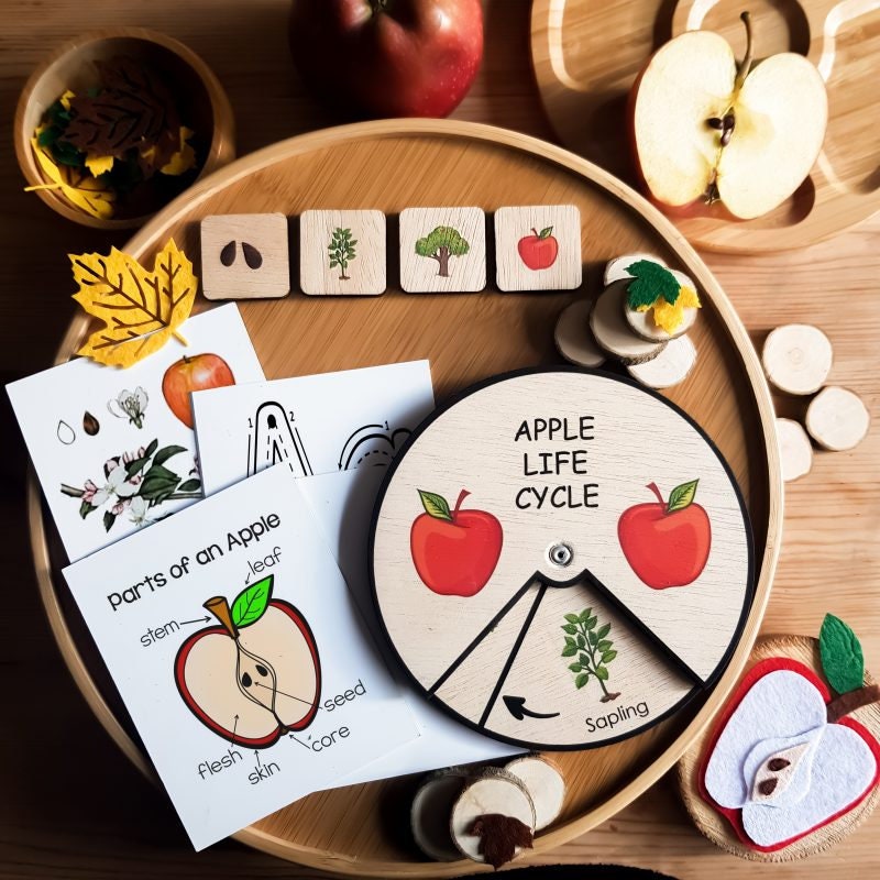 Ciclo de vida de la manzana de madera Educación Montessori - Etsy España