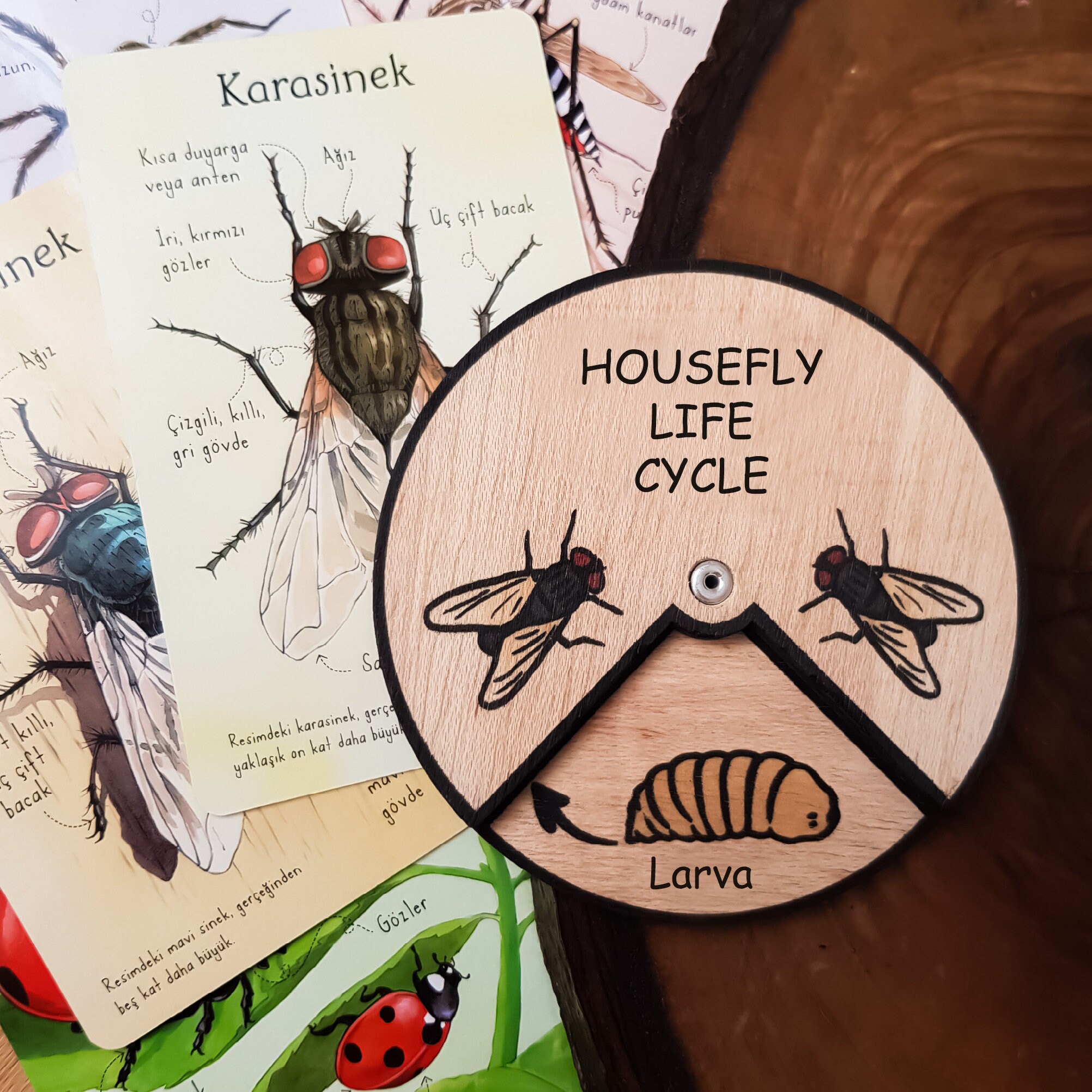 Wooden Housefly Life Cycle Montessori Education - Etsy