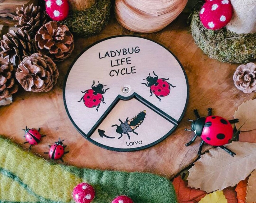 Wooden Ladybug Life Cycle Montessori Education - Etsy