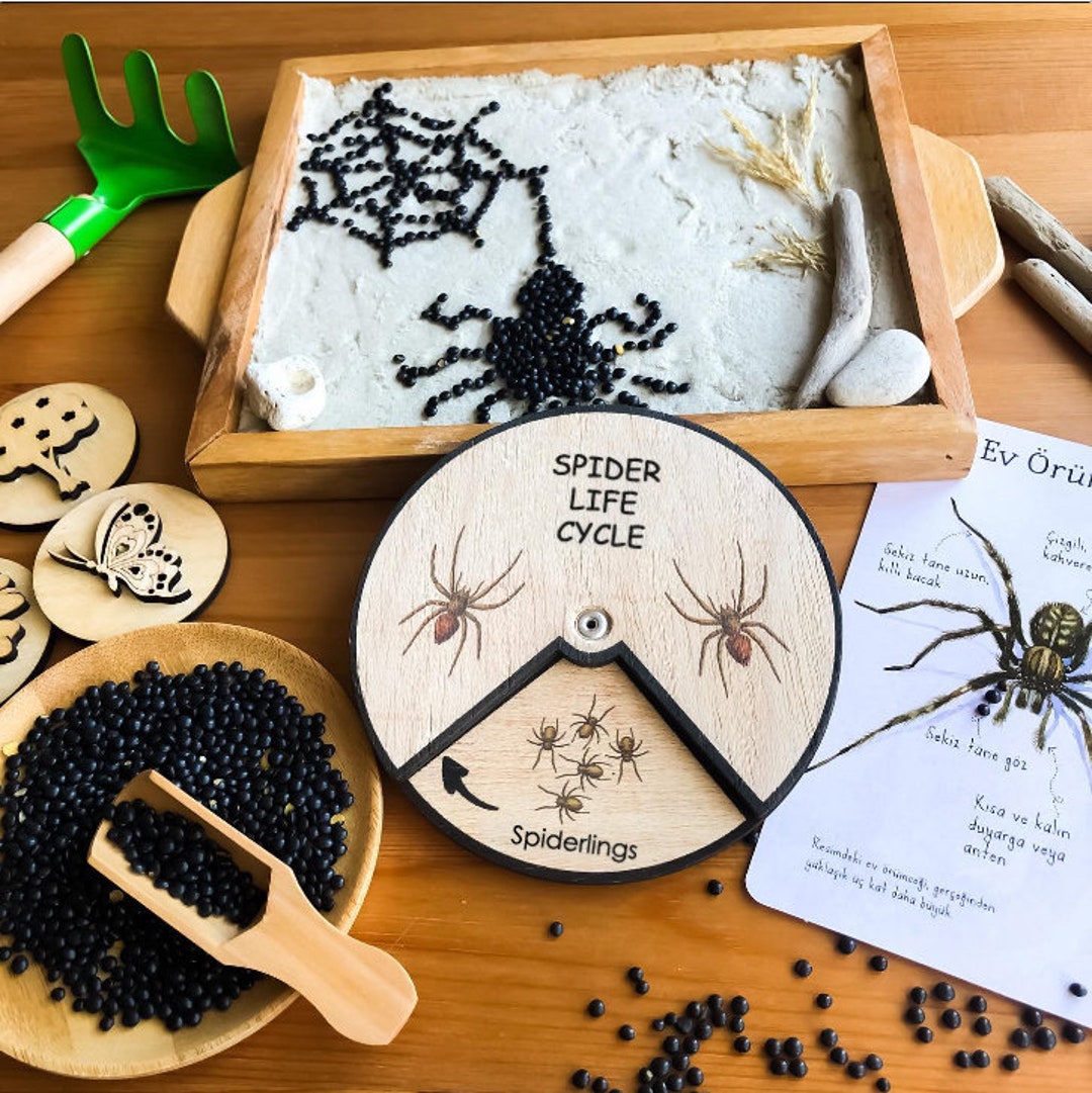 Wooden Spider Life Cycle Montessori Education - Etsy