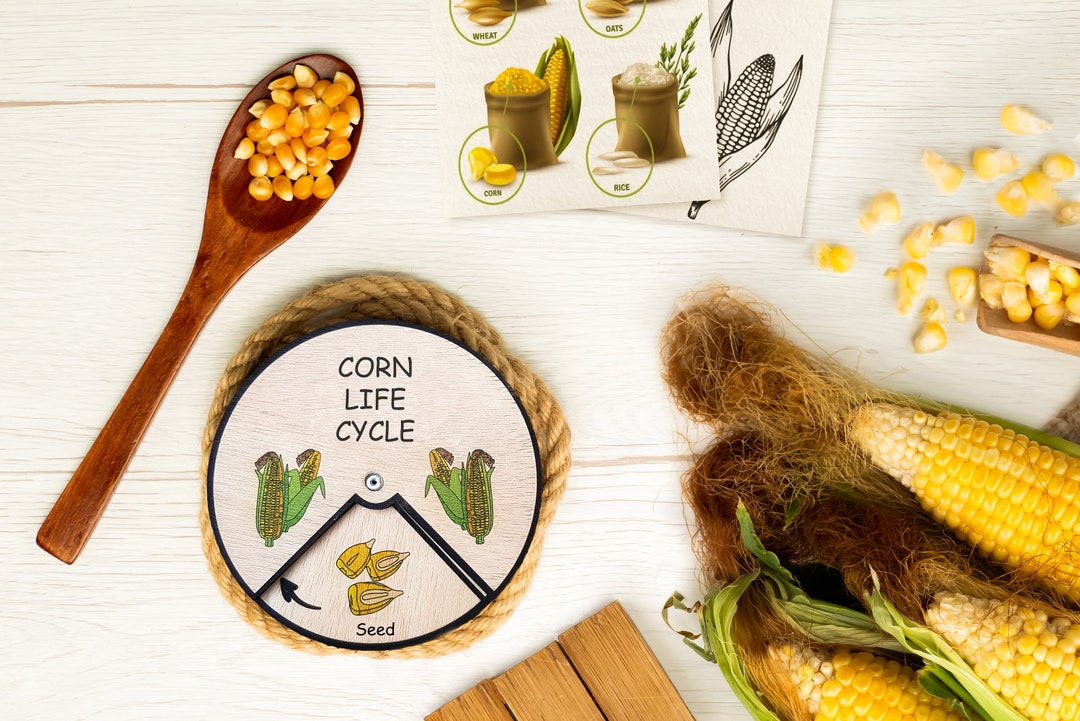 Wooden Corn Life Cycle Montessori Education - Etsy