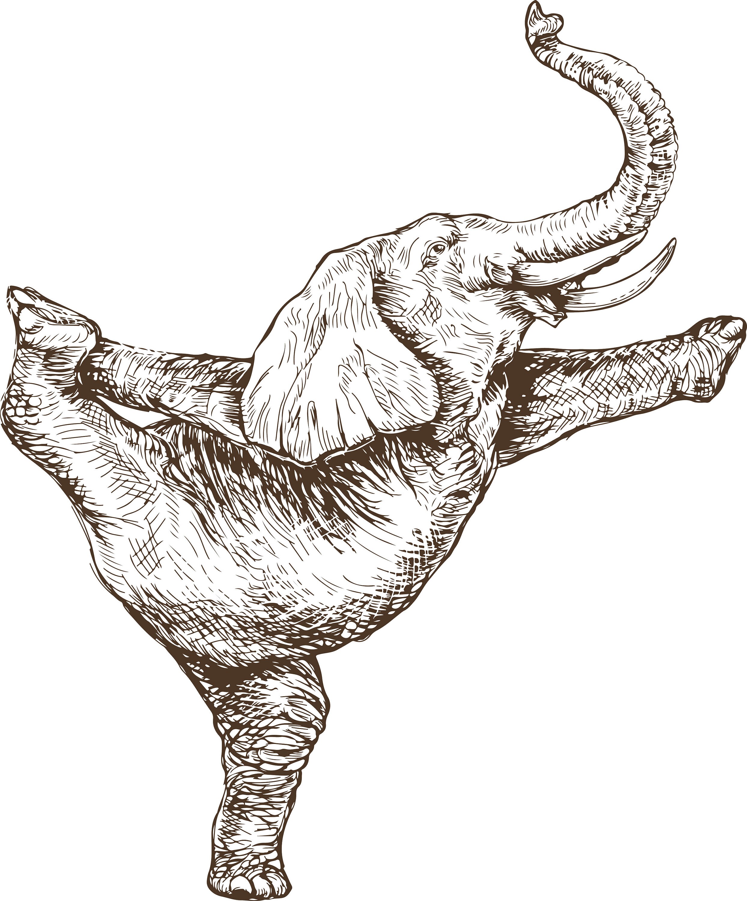 5 Elephants Doing Yoga in Various Poses Illustration Engravingpng EPS ...