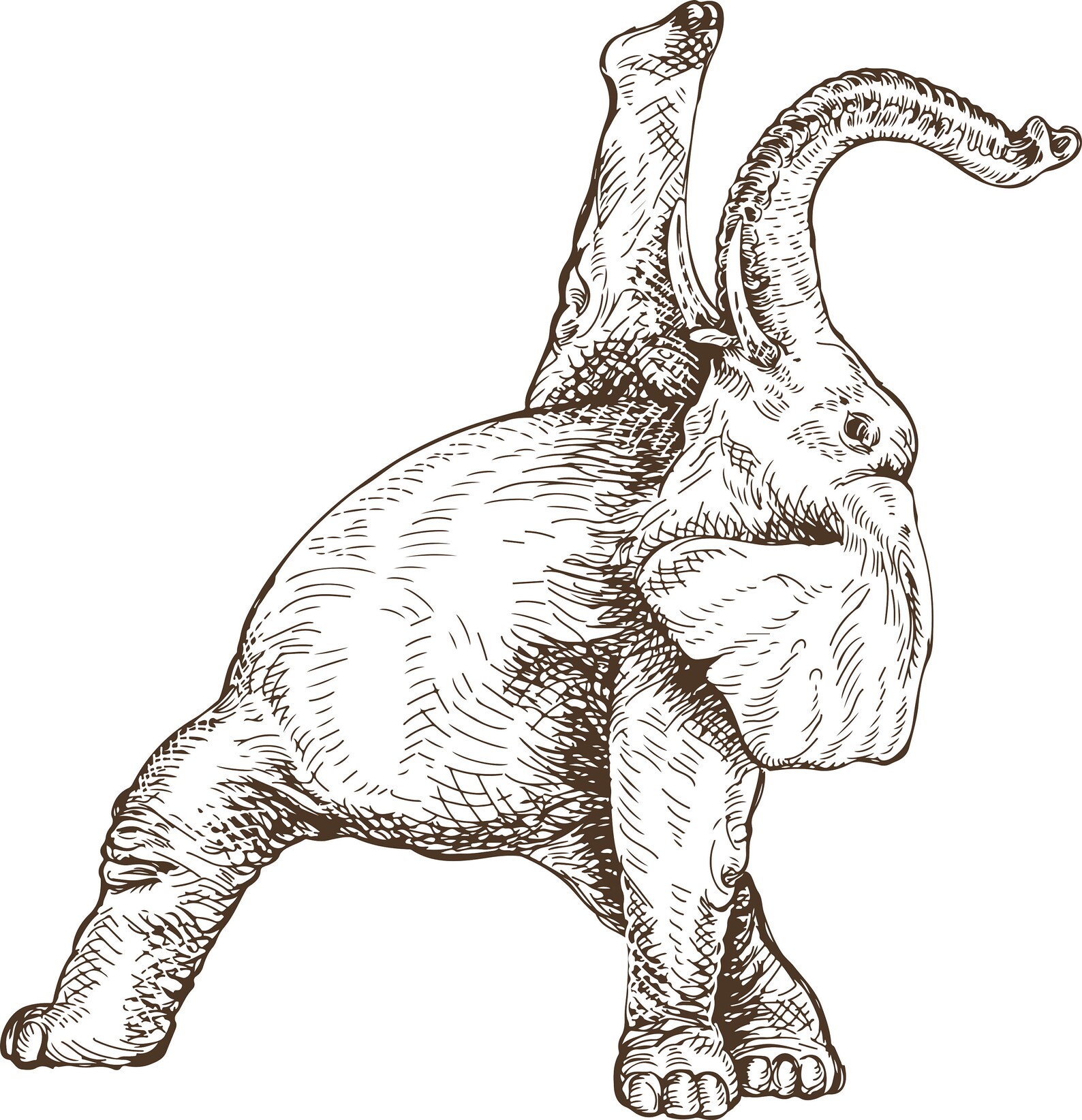 5 Elephants Doing Yoga in Various Poses Illustration Engravingpng EPS ...