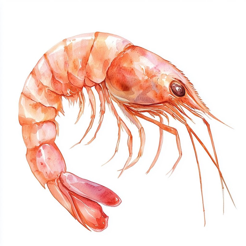 Shrimp, Printable Watercolor Clipart, 10 High Quality Watercolor Jpgs ...