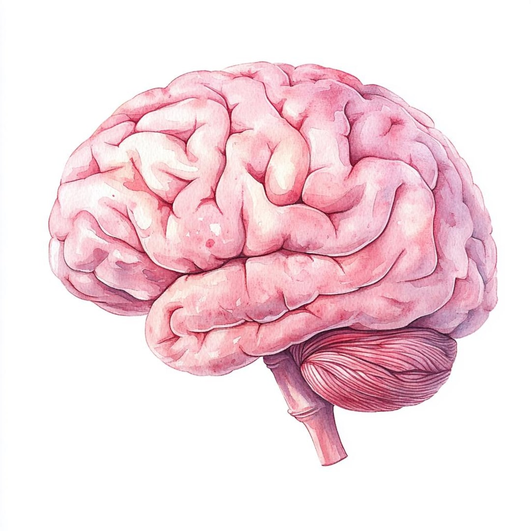 Human Brain Illustration, Printable Watercolor Clipart, 10 High Quality ...